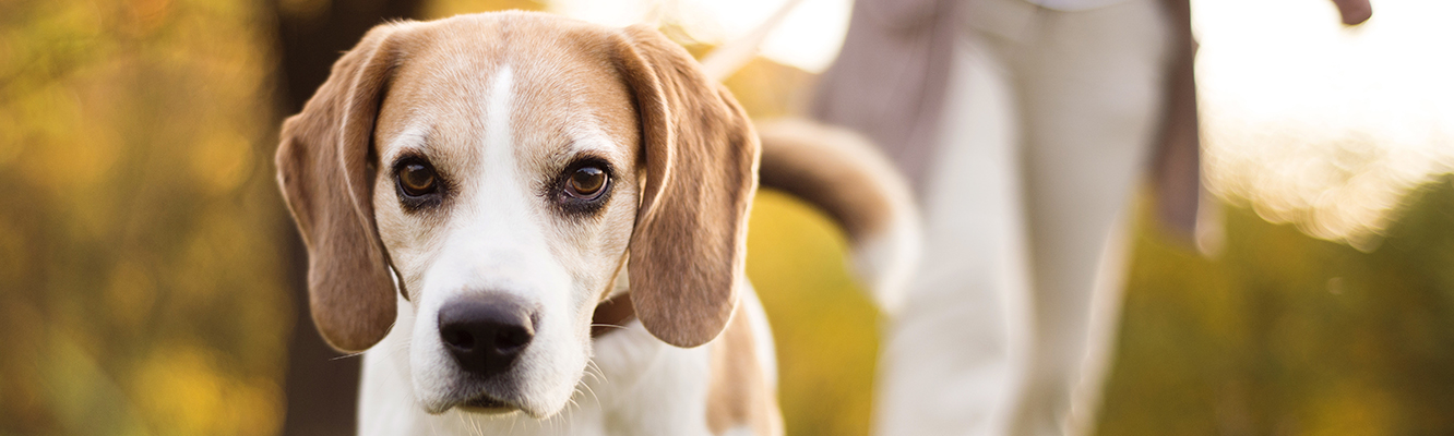 Dog Walking Port Perry - Waggin Tails Pet Services